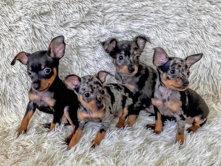 "pinscher 00 miniatura" - Cachorros no Brasil