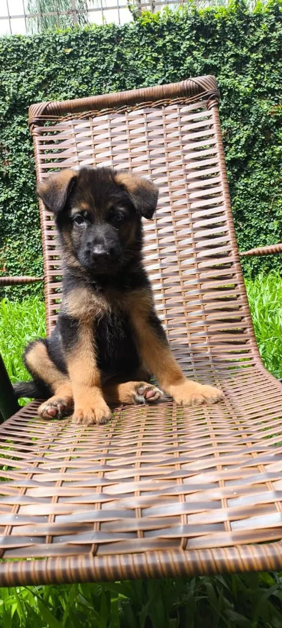 Pastor alemão macho - Cachorros - Santa Bárbara do Sul 1466076132 | OLX