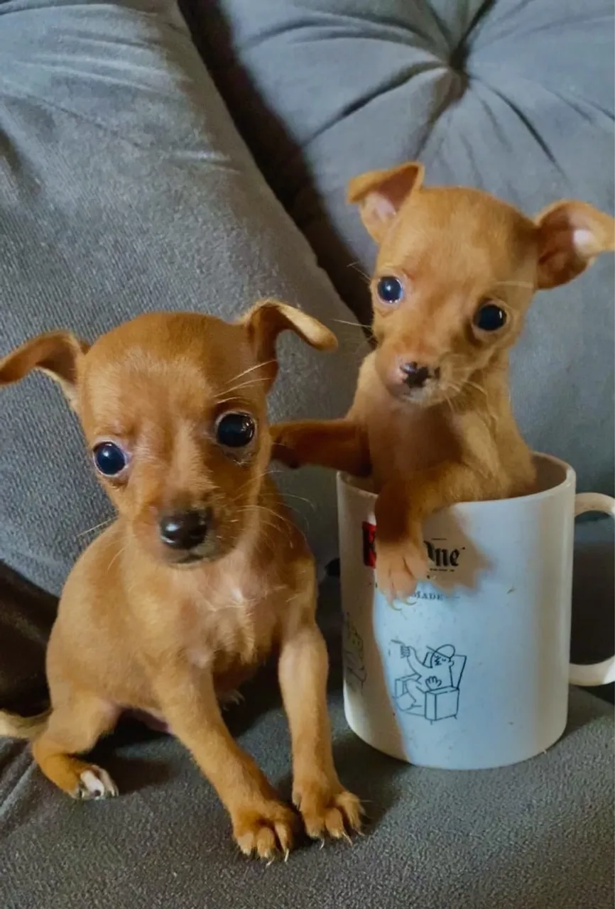 "pinscher 0" - Cachorros no Brasil