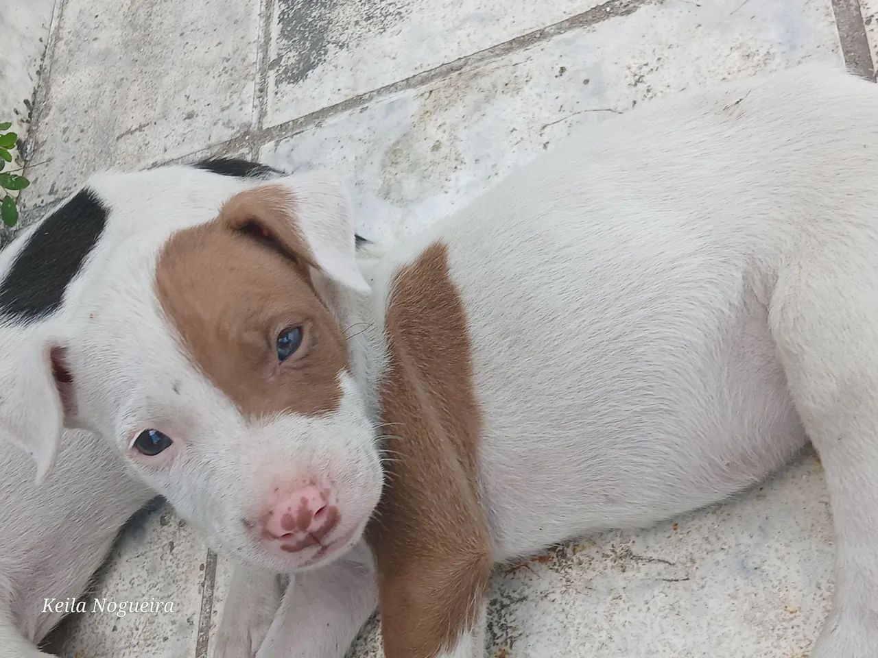 Filhotes de pitbull Apbt disponíveis - Cachorros - Coelho, São Gonçalo ...