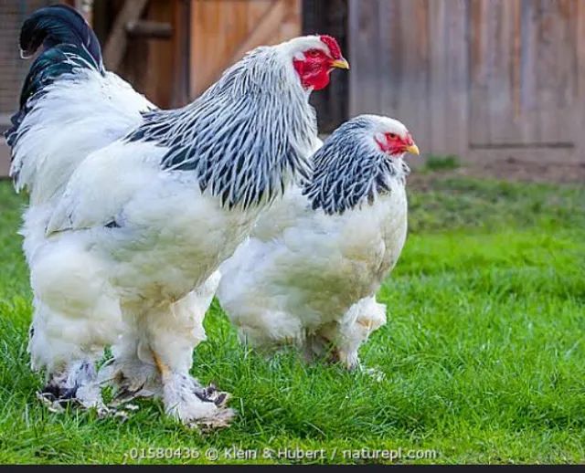 "pinto brahma" no Brasil