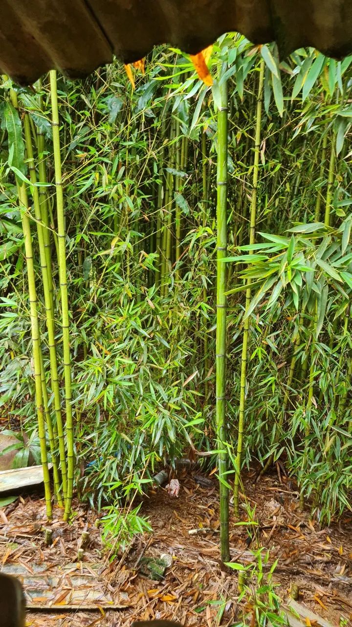 Bambu cana da india - Jardinagem e Plantas - Guará II, Brasília ...