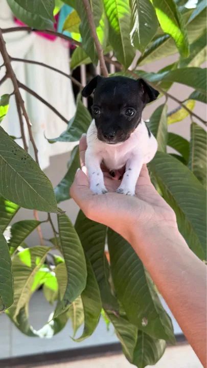 2 Filhote de Pinscher miniatura machinhos - Cachorros - Limoeiro ...