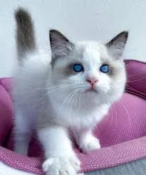 "ragdoll" - Gatos no Brasil