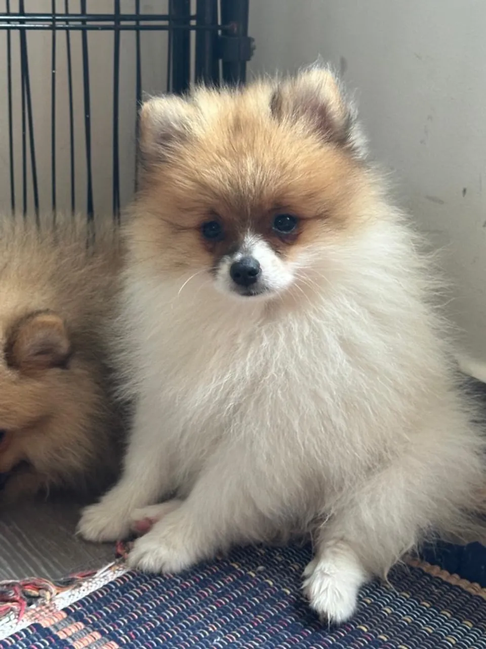"cachorros spitz alemao" - Cachorros no Brasil