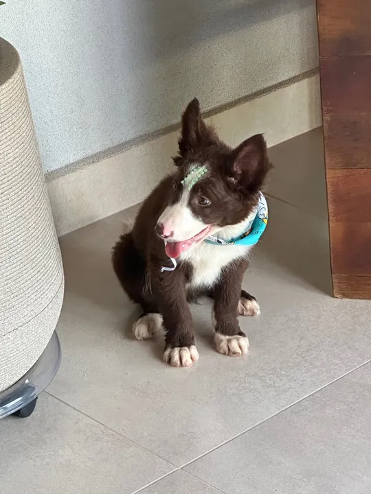 "border collie" - Cachorros no Brasil