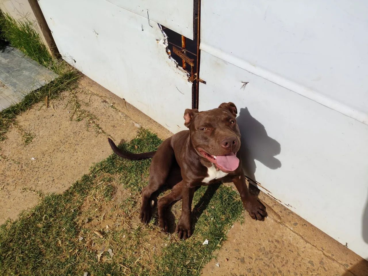 Filhotes de Pitbull Merle disponíveis - Cachorros - Centro, Nova Odessa ...