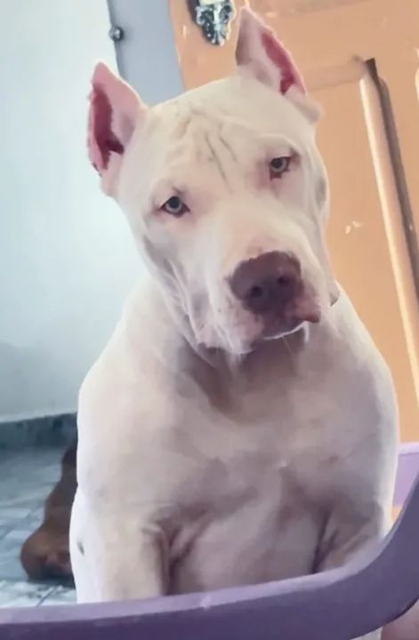 "pitmonsters" no Brasil