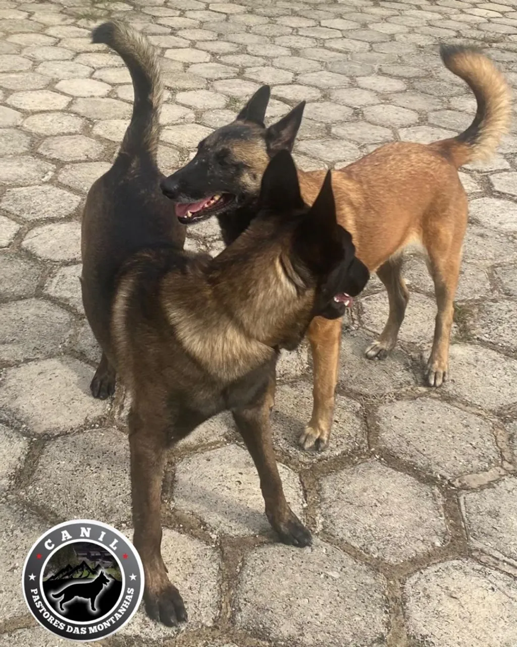 "mallinois" no Brasil