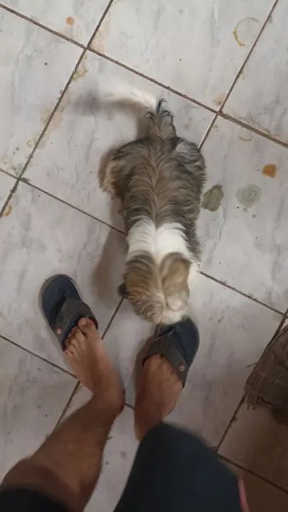 Shockgore Rabbit Crush #crush #bunny | TikTok