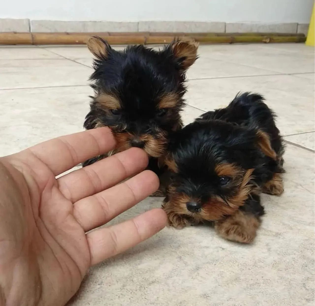 "yorkshire terrier mini" - Cachorros no Brasil