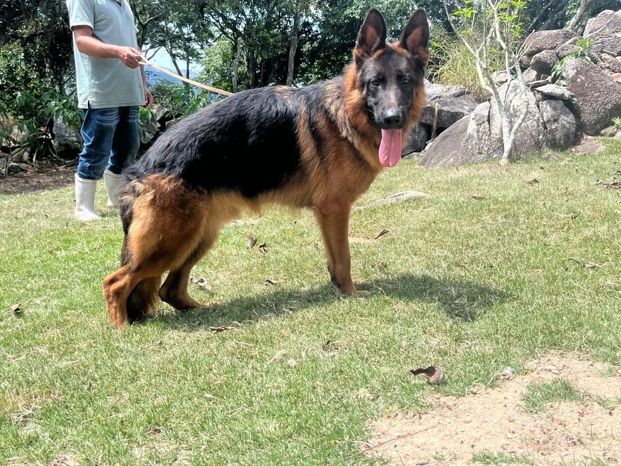 Pastor alemão capa preta puro 1 ano 6 meses pedigree - Cachorros - Novo Lino 1450369731 | OLX