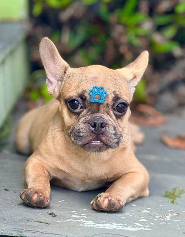 "bulldog frances fulvo" no Brasil