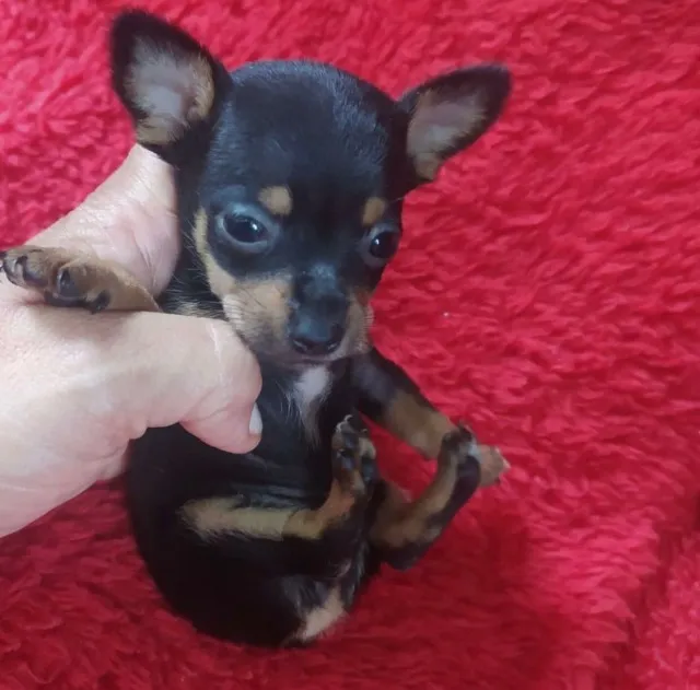 "pinscher 00 miniatura" - Cachorros no Brasil