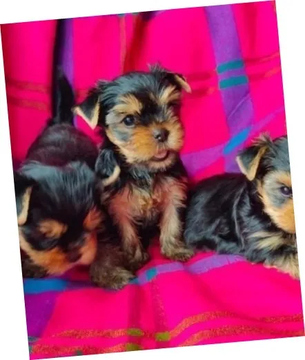"yorkshire terrier mini" - Cachorros no Brasil