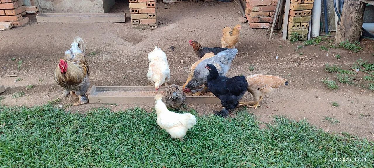 FRANGOS DA RAÇA BHRAMA - Animais para agropecuária - Iguaçu, Araucária ...