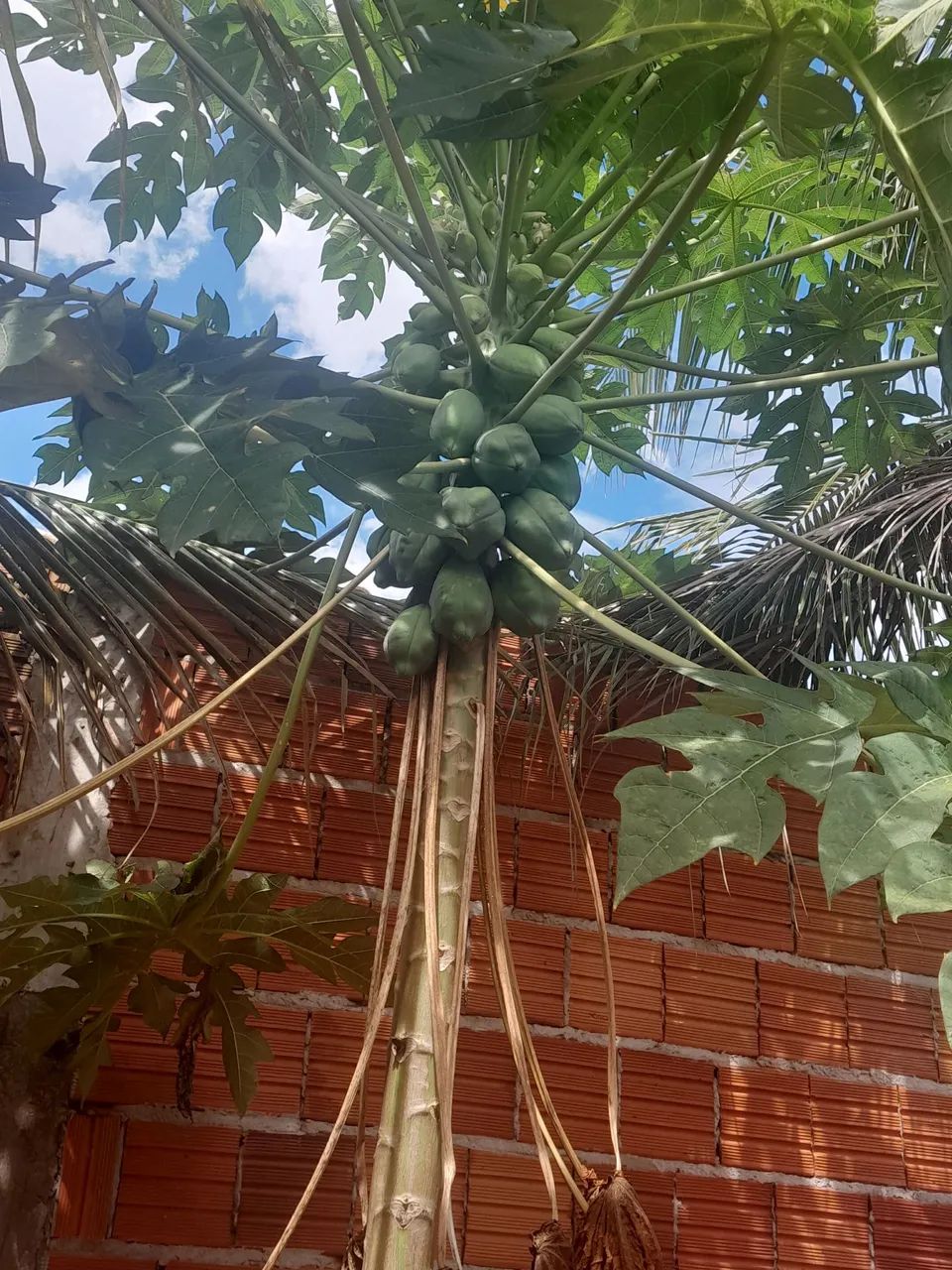 Casa 2 quartos à venda - Núcleo Habitacional Sucuri, Cuiabá - MT ...