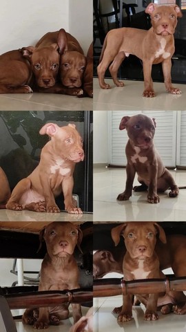 Filhotes de pit bull monster | +610 anúncios na OLX Brasil
