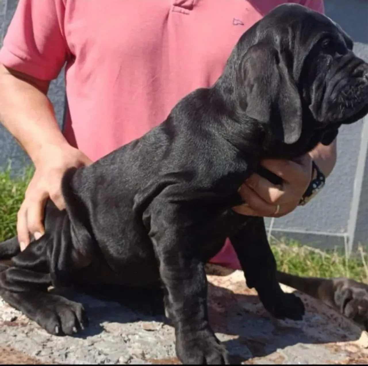 "filhote de fila brasileiro" - Cachorros no Brasil