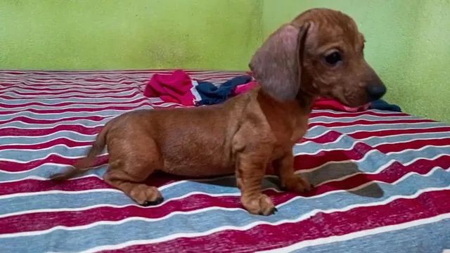 "cachorro raca salsicha" no Brasil