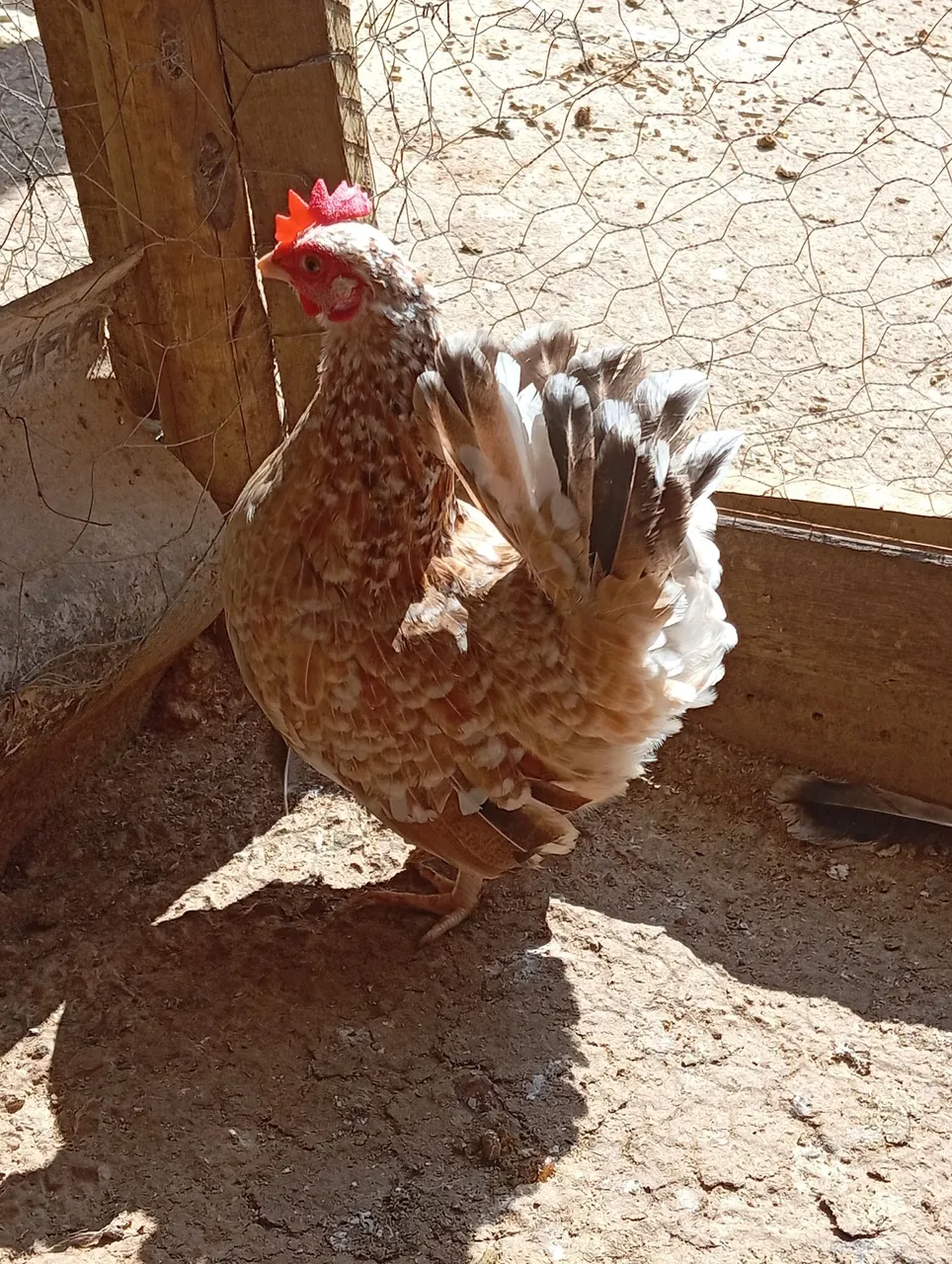 "galinhas garnizes" - Outros animais no Brasil