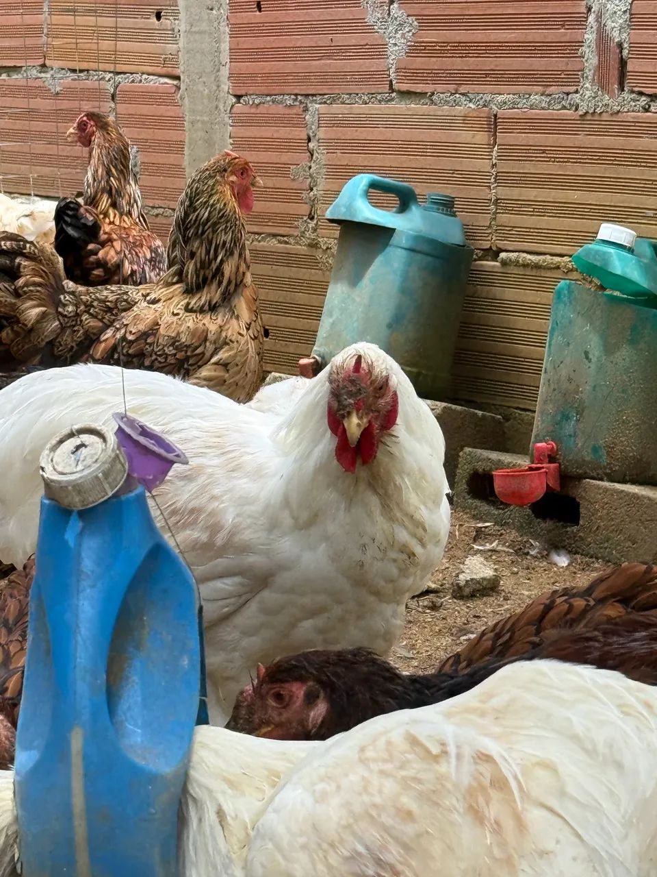 Frango Wyandotte branco - Animais para agropecuária - João Neiva ...