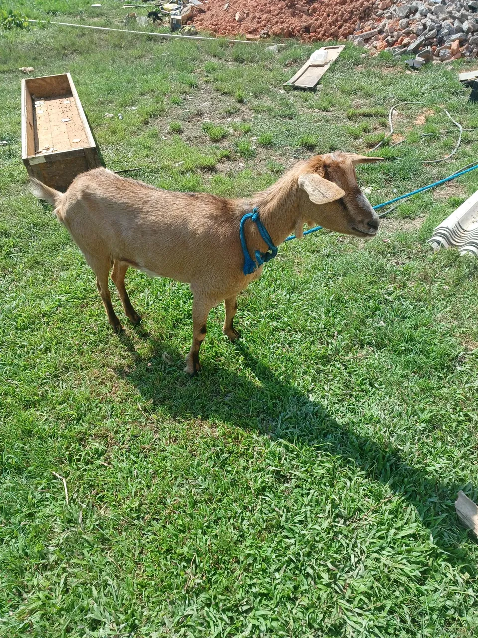 "cabras e cabritos" no Brasil