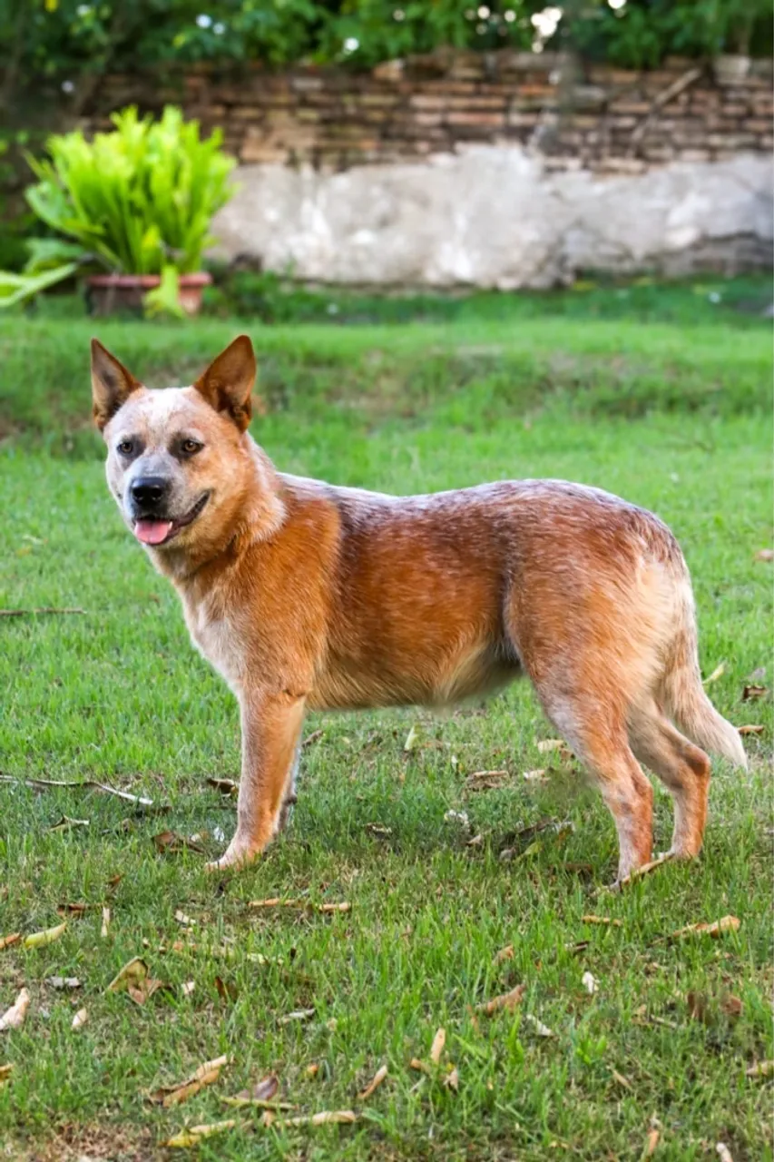 "filhotes de blue heeler" - Cachorros no Brasil