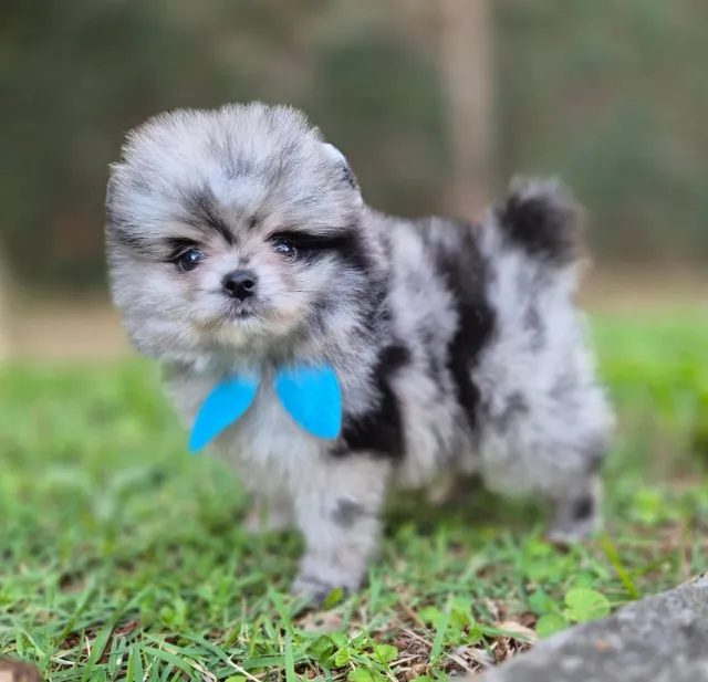 "spitz merle" - Cachorros no Brasil