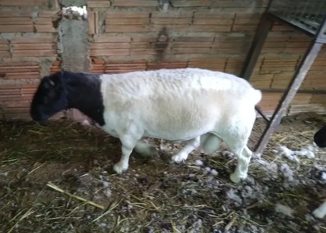 "carneiros dorper" no Brasil