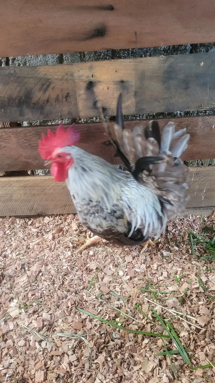 "mini garnizes" no Brasil