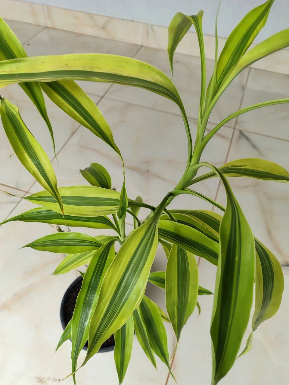 Planta Bambu da Sorte - Jardinagem e Plantas - Ponte Alta Norte (Gama ...