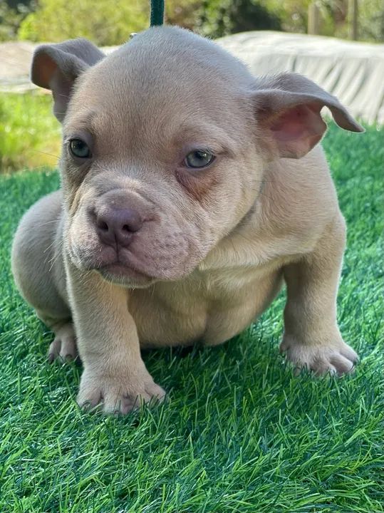 "bully tri lilac" no Brasil