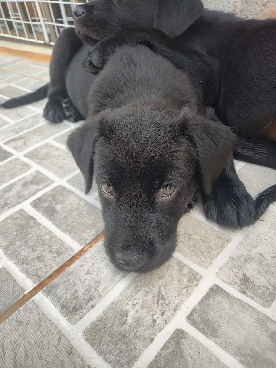 "filhotes de labrador preto" - Cachorros no Brasil
