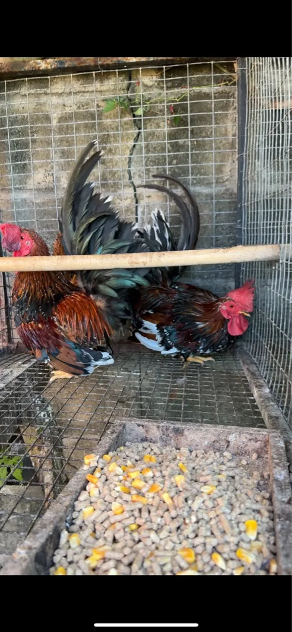 "garnizes nagasaki" no Brasil