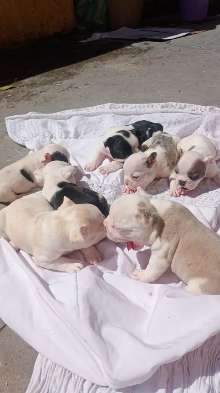 Filhotes de Bulldog Francês - Cachorros - Méier, Rio de Janeiro ...