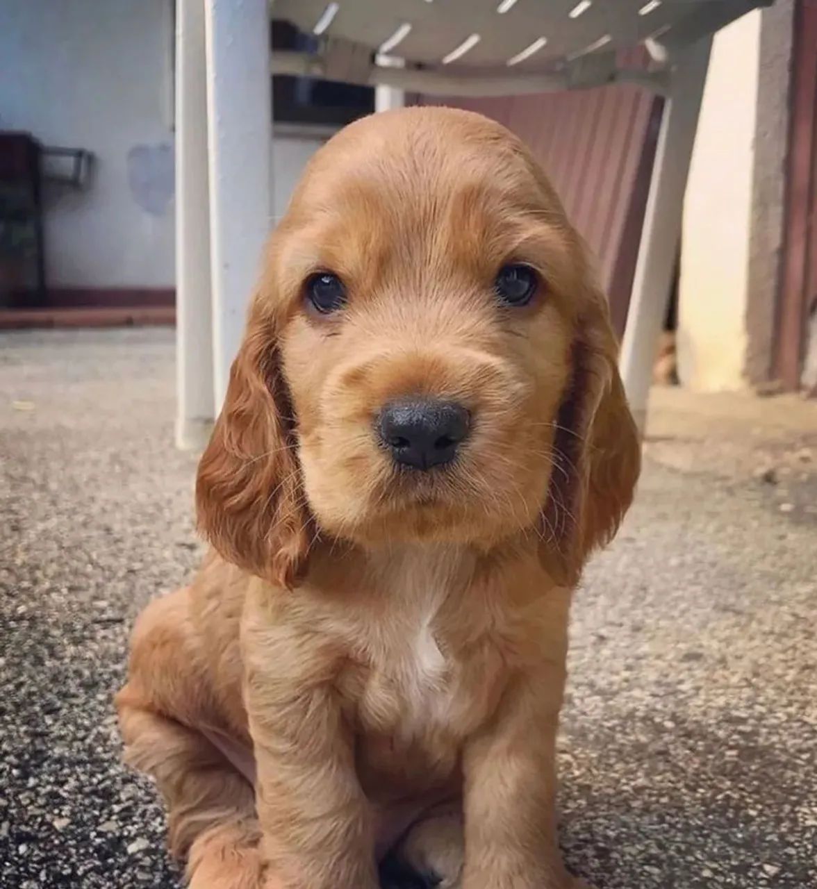 Cocker spaniel ingles R$1800 - Cachorros - Jardim América, Parauapebas ...