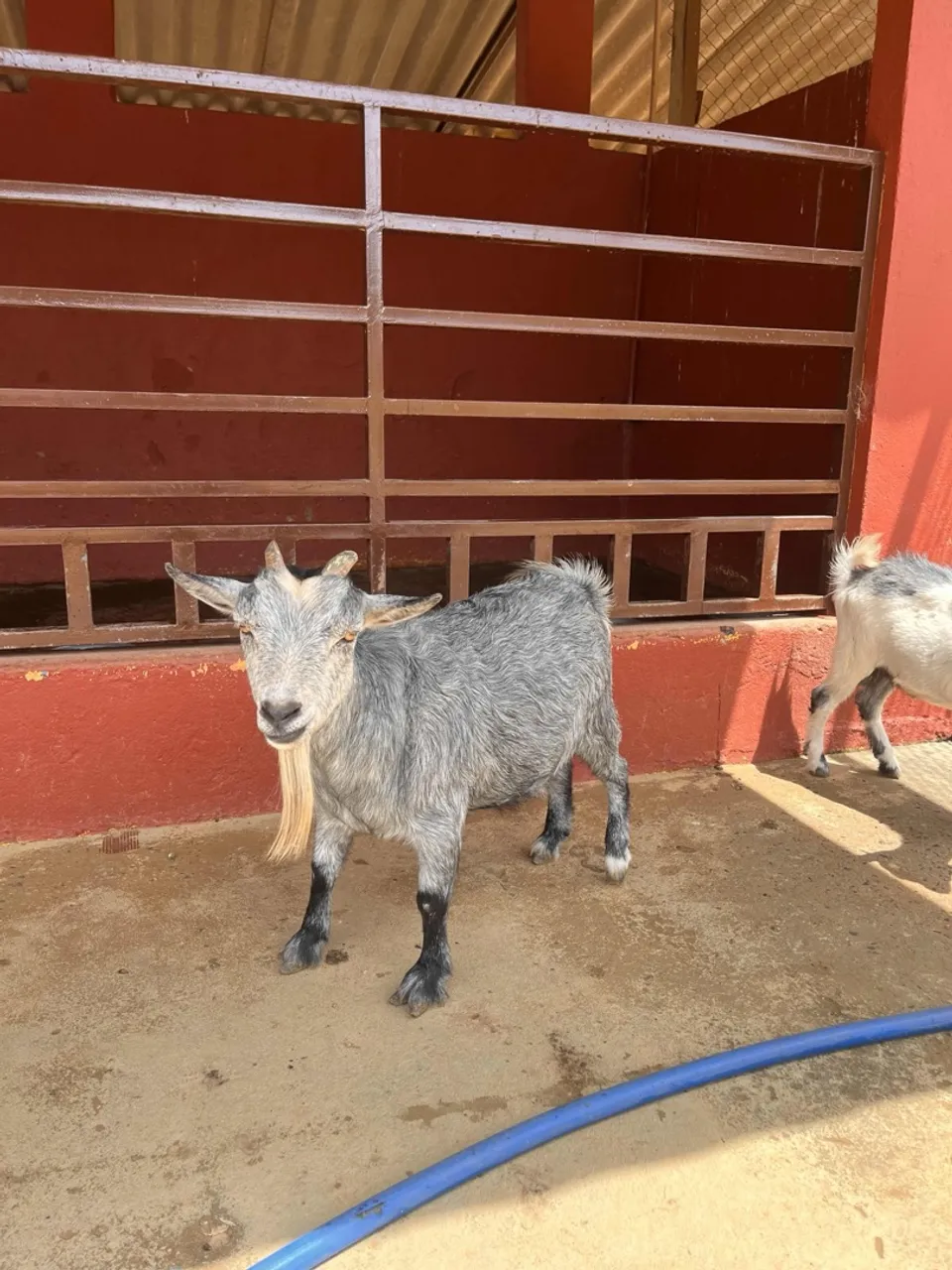 "mini cabras" no Brasil