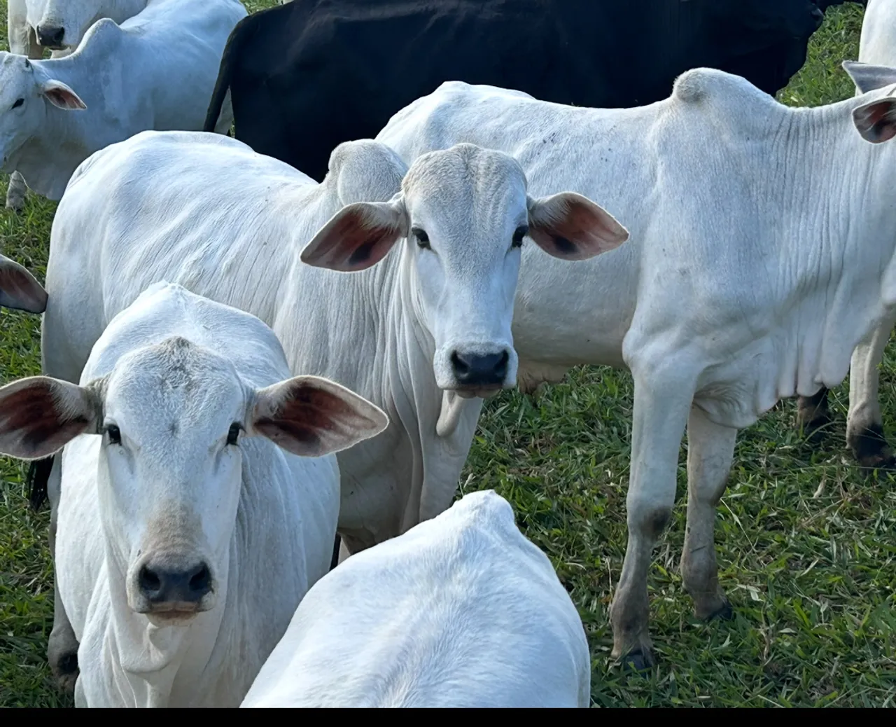 "bezerro nelore" - Animais para agropecuária no Brasil