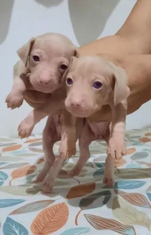 "pinscher albino" no Brasil