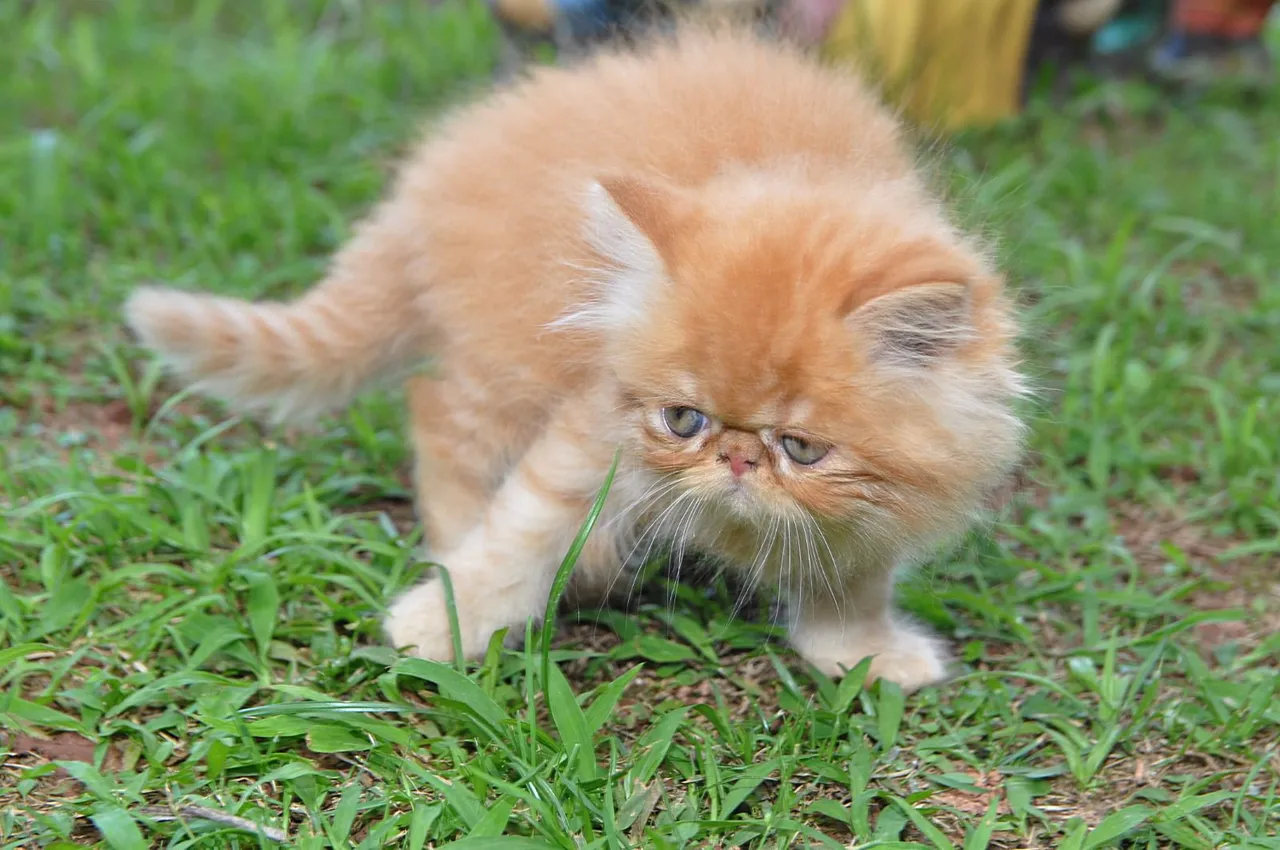 "gato laranja" - Gatos no Brasil