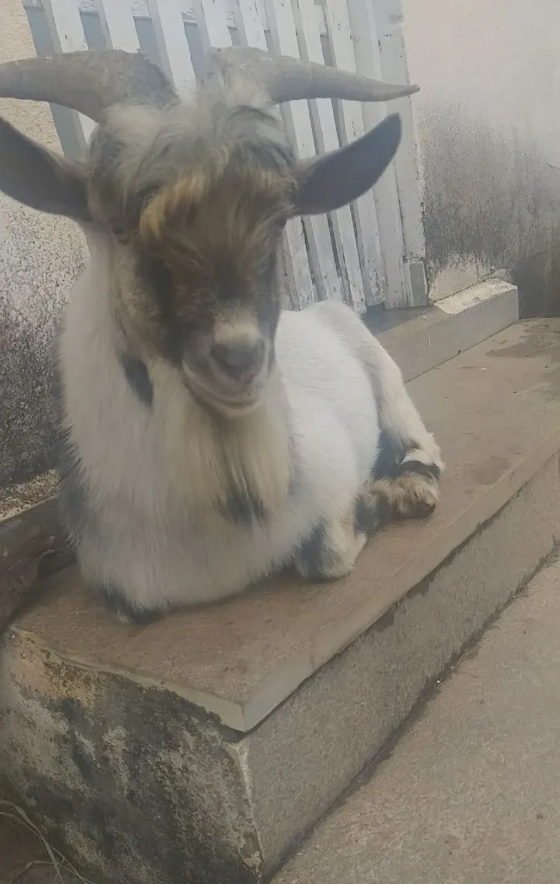 "bode filhote" no Brasil