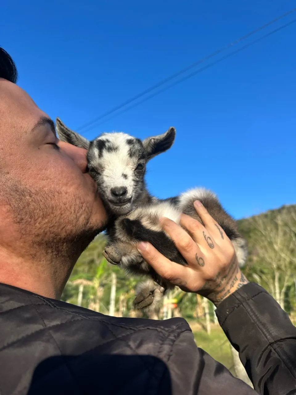 "mini cabras" no Brasil