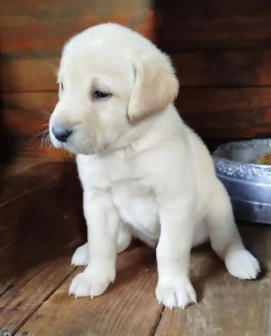 "labrador caramelo femea" no Brasil