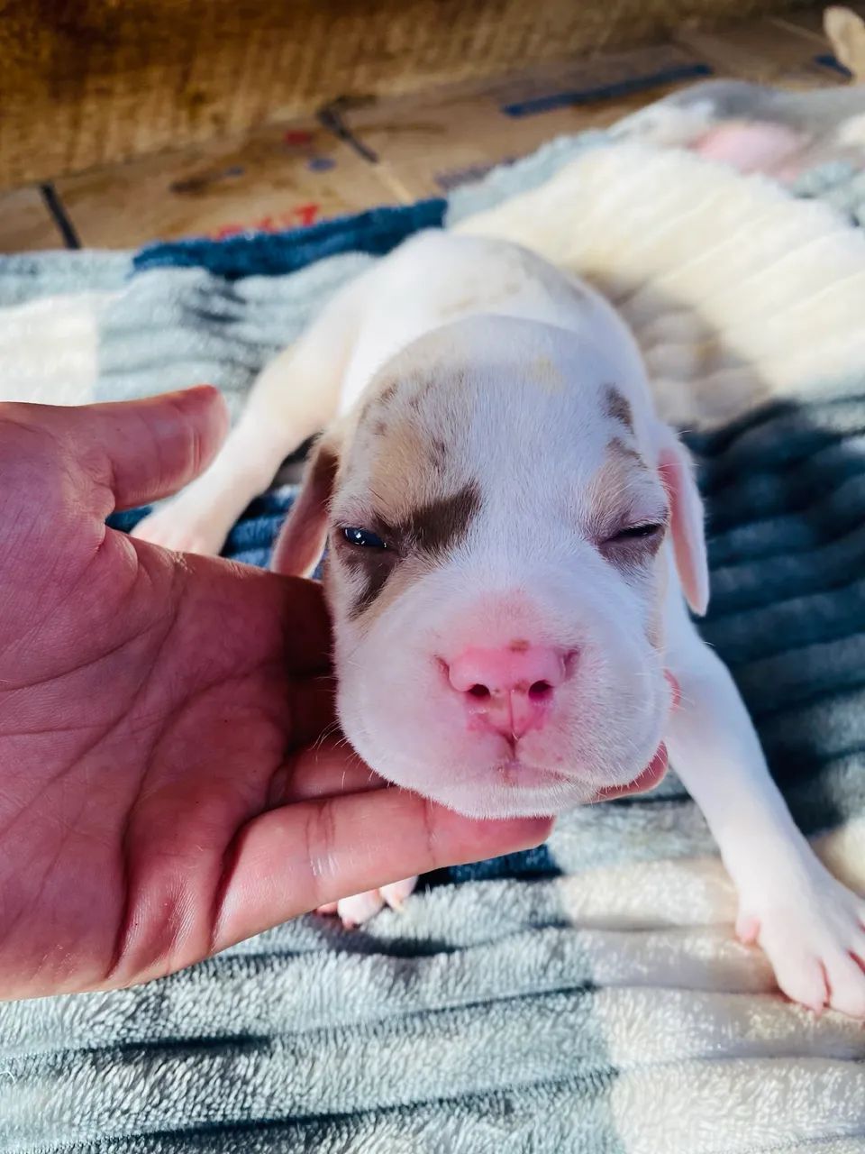 Filhotes de AMERICAN BULLY com PIT MONSTER - Cachorros - Jardim Marco ...