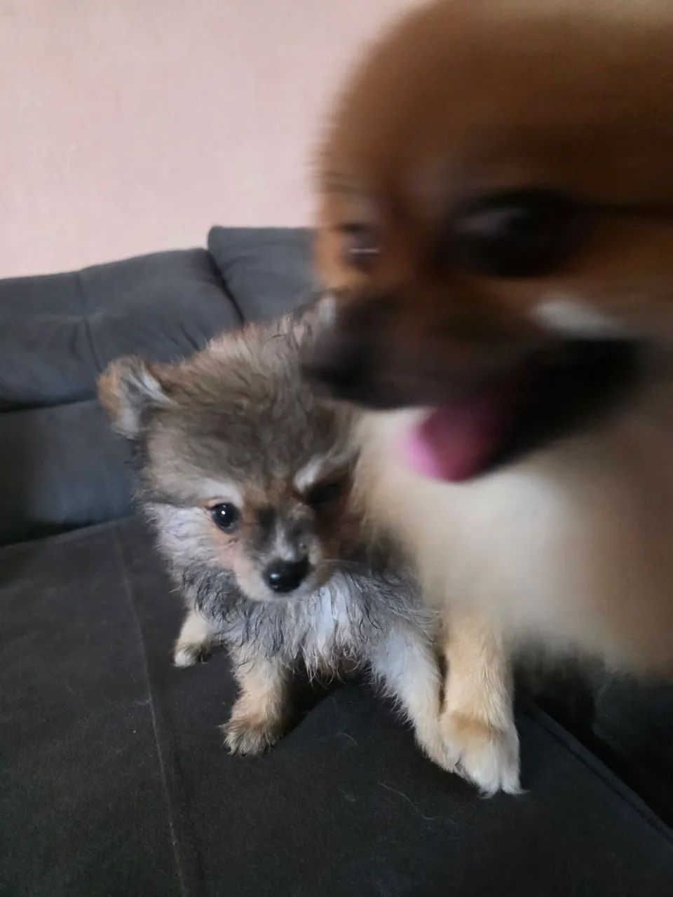 Fêmea de Spitz alemão anã - Cachorros - Várzea, Recife 1473788201 | OLX