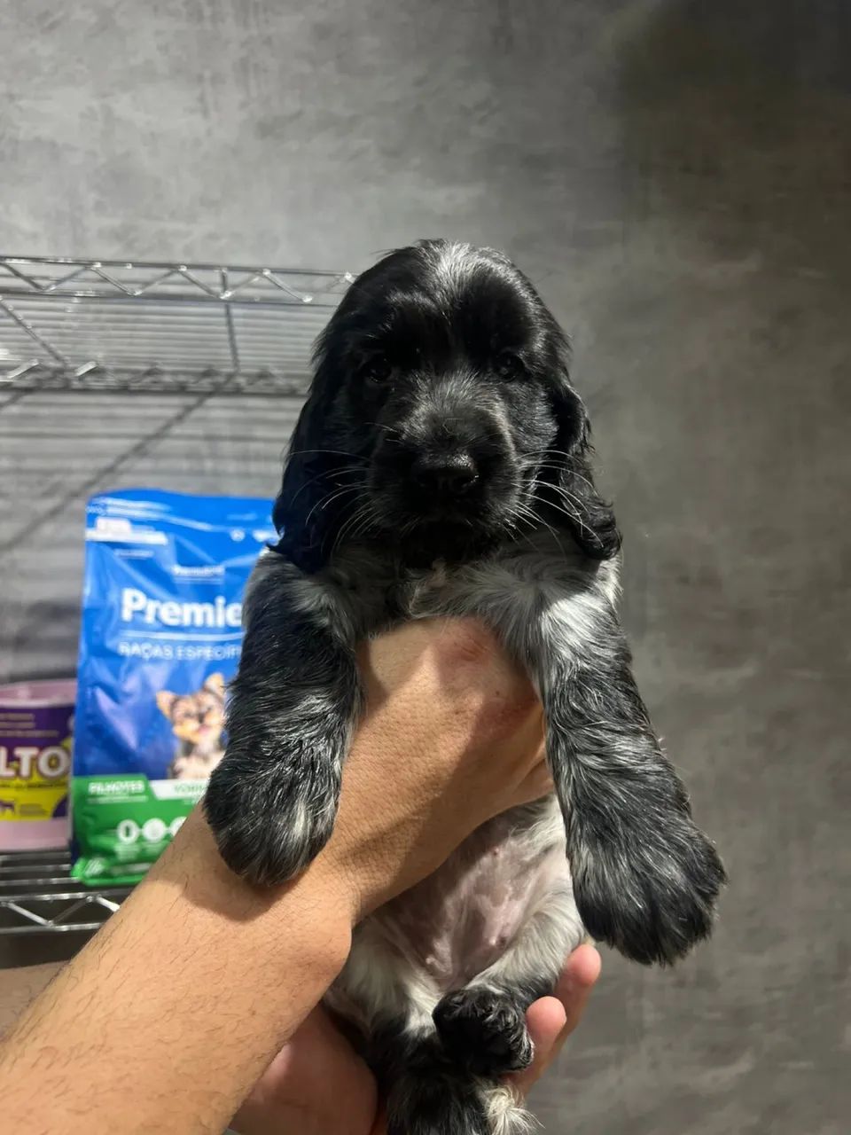 Cocker spaniel inglês fêmea - Cachorros - Sandra Cavalcante, Campina ...