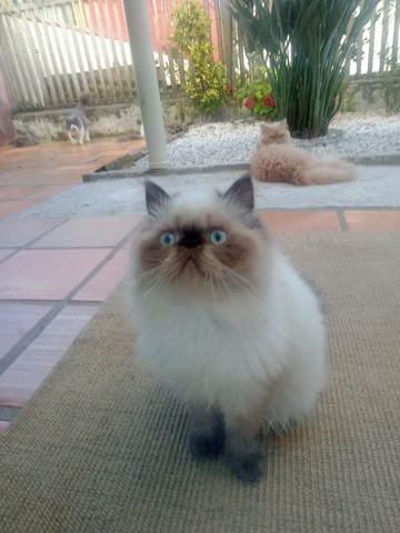 Persa himalaio | +188 anúncios na OLX Brasil