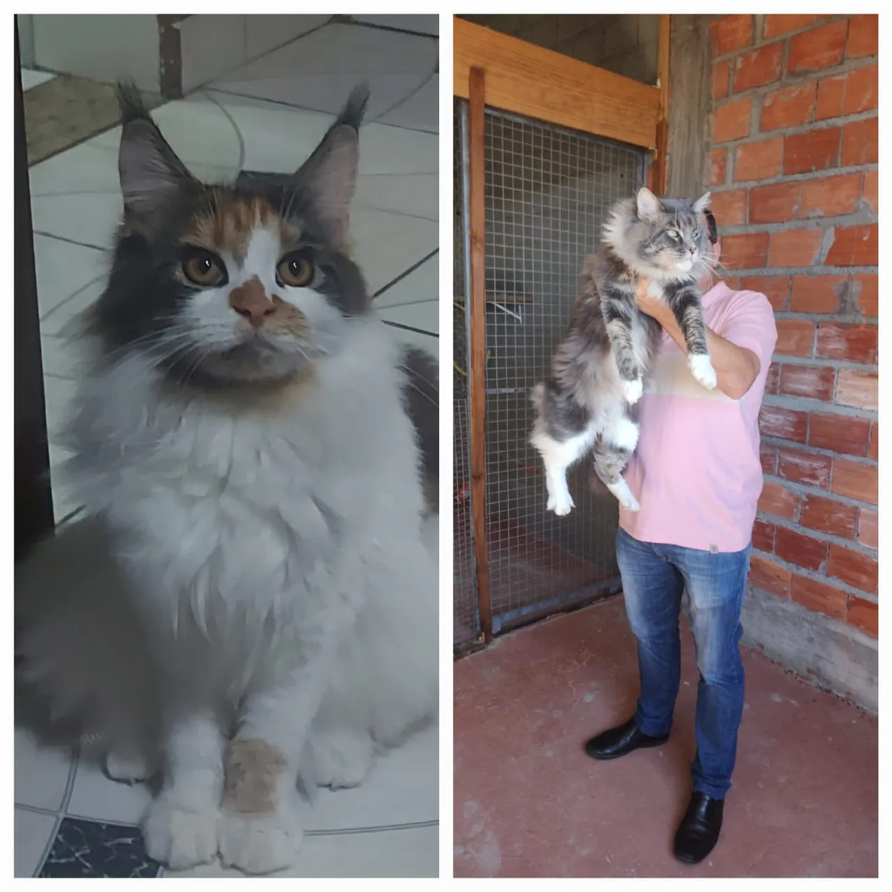 "maine coon" - Gatos no Brasil