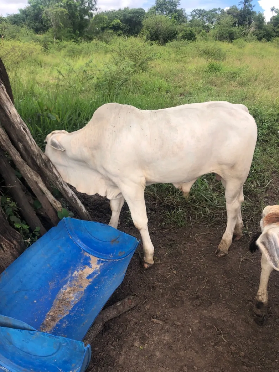 "bezerros ou bezerras" no Brasil